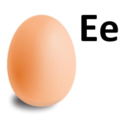 Vocabulary Flashcard: Letter E-H