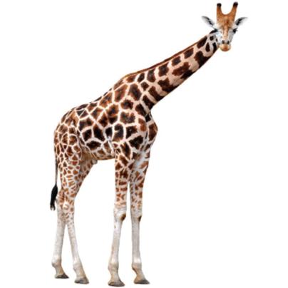 [Memory Game] - SMT3.Animals
