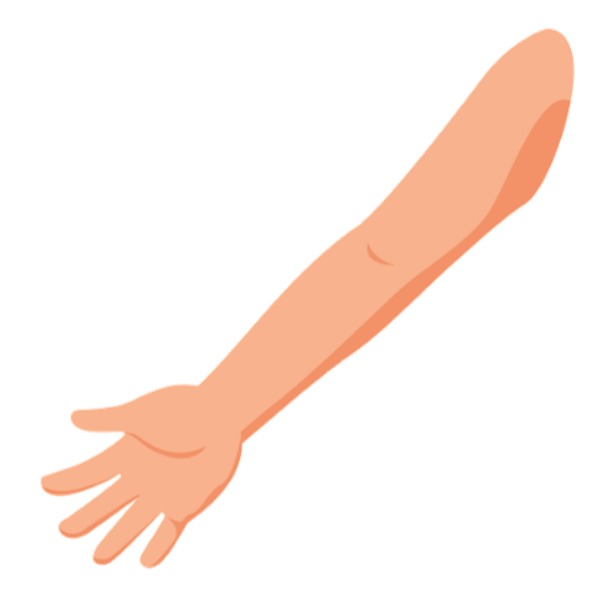 Vocabulary Flashcard: TOPIC : MY BODY (LESSON 2 - KNEE, SHOULDER, ARM, LEG)