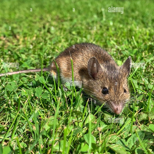 Vocabulary Flashcard: Mouse in the barn