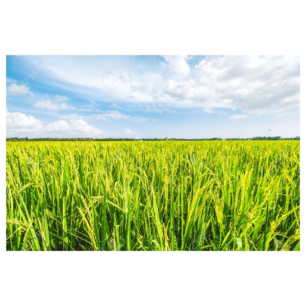 Vocabulary Flashcard: Global English 8 Unit 2: Life in the countryside
