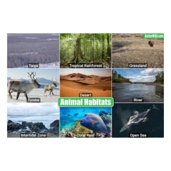 [Connection] - Unit 7- The world of animals - Geography -Naomi Inspire ...