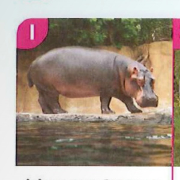 Vocabulary Flashcard: everybody up 4 unit 2