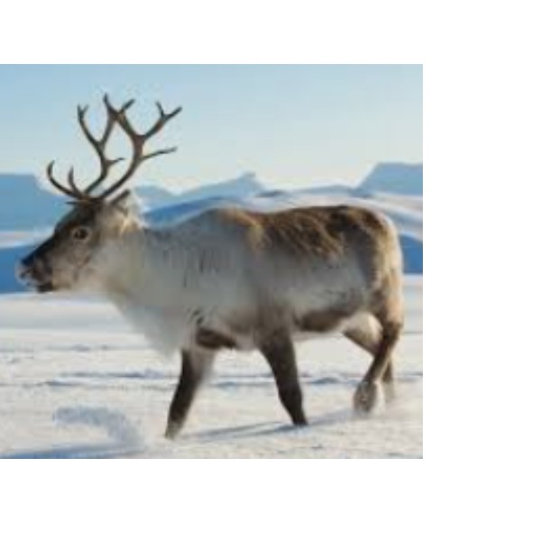 Vocabulary Flashcard: TIMEZONE2-UNIT4-REINDEER IN THE WILD
